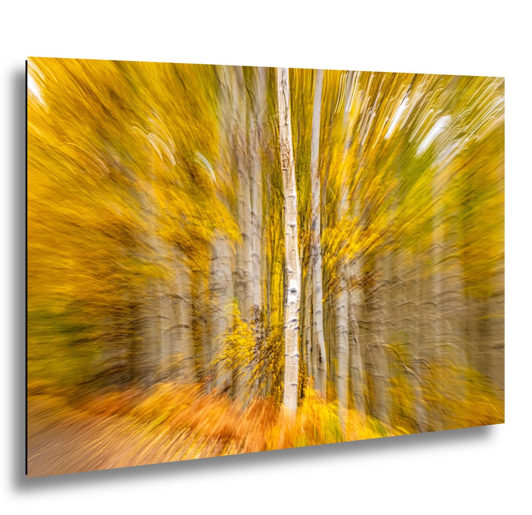 Abstract Aspen Tree Art, Fall Color, Colorado Photography - Etsy