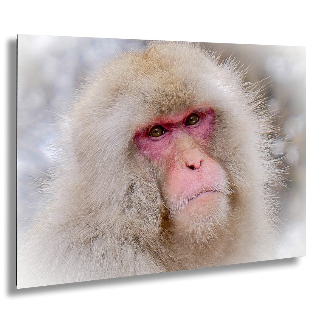 Snow Monkey Portrait, Jigokudani Japan Photography Print - Etsy