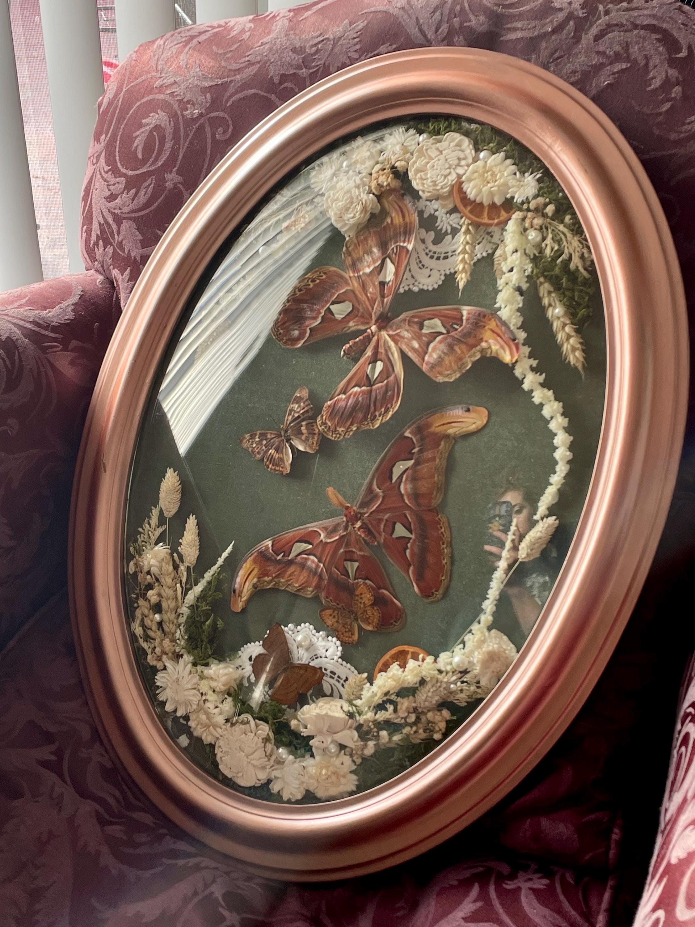 Antique Convex Frame With Atlas Moths - Etsy Canada
