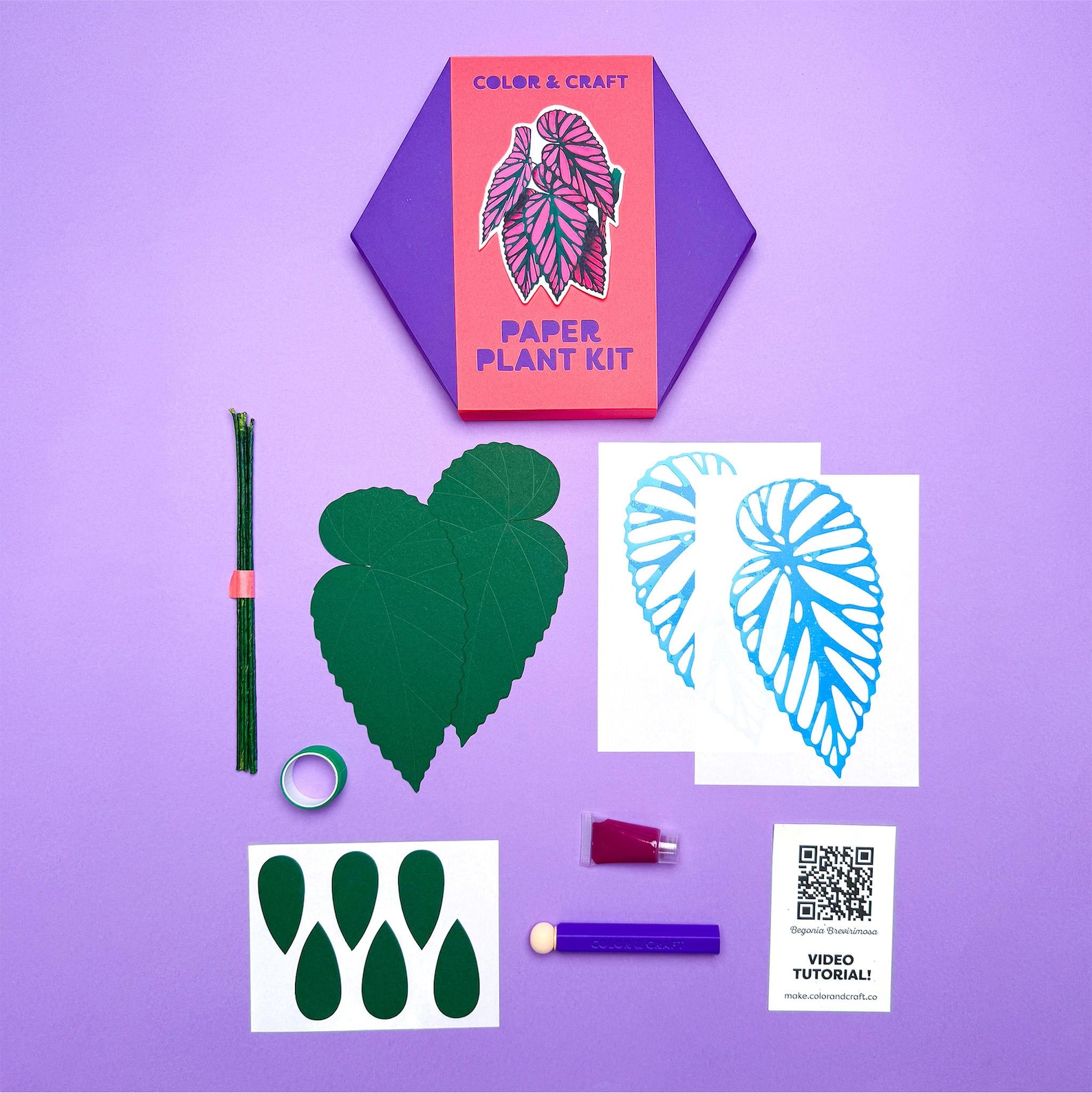 DIY Paper Plant Kit: Begonia Brevirimosa, With Video Tutorial - Etsy