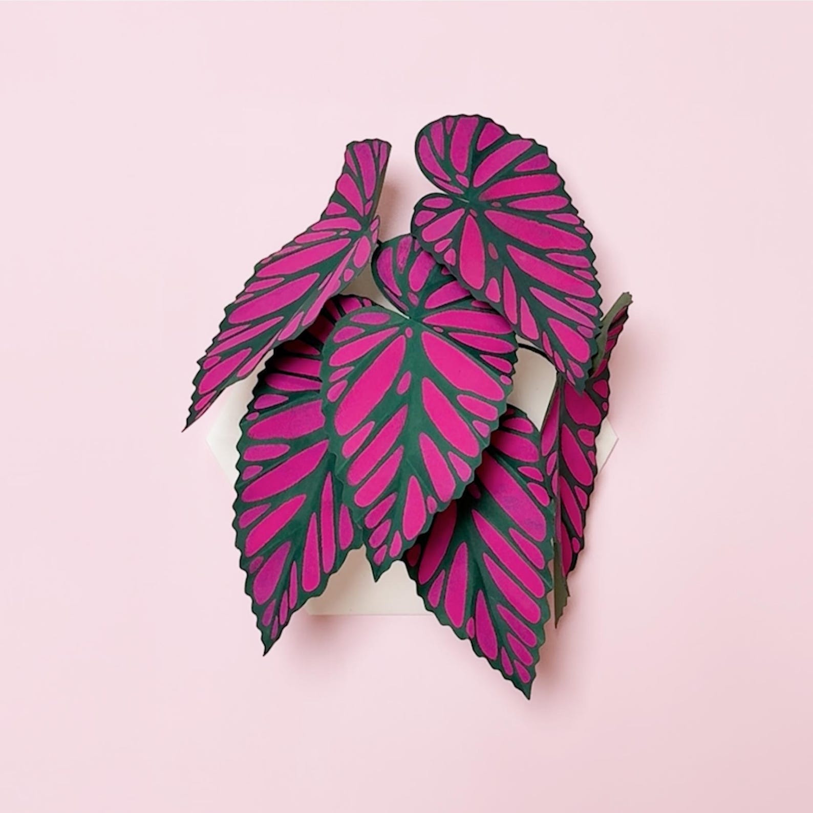 DIY Paper Plant Kit: Begonia Brevirimosa, With Video Tutorial - Etsy
