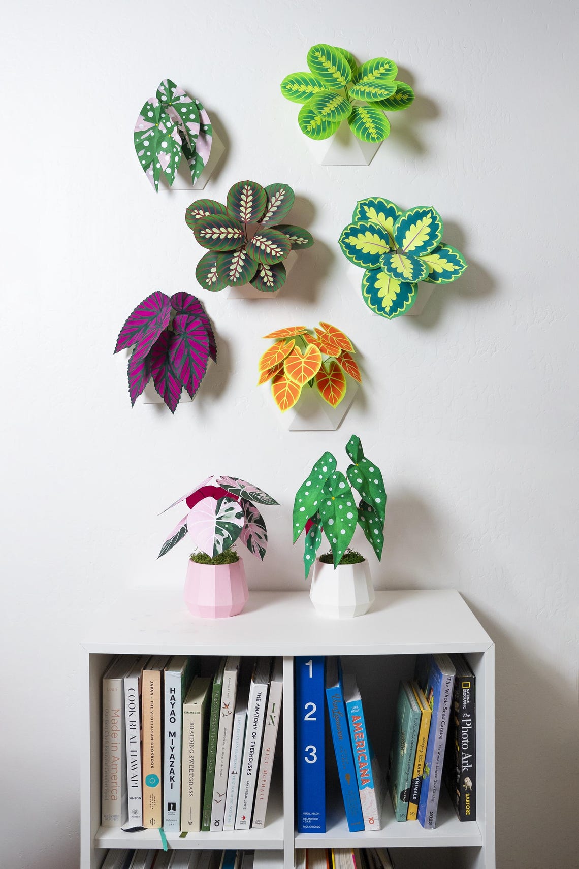 DIY Paper Plant Kit: Begonia Brevirimosa, With Video Tutorial - Etsy