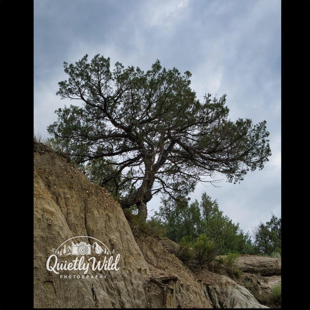 Badlands Juniper - Theodore Roosevelt National Park - Etsy