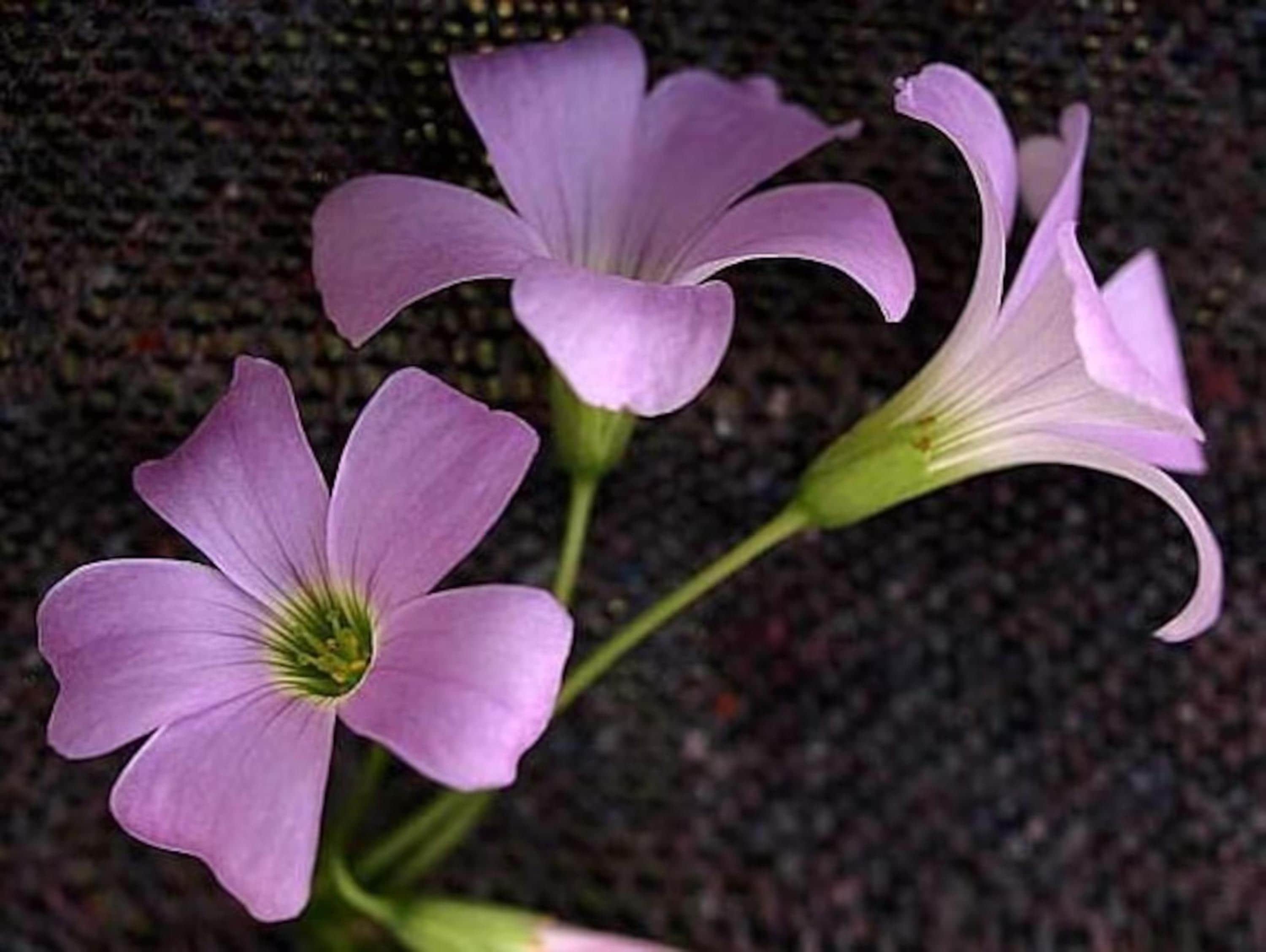 Purple Shamrock Bulbs – Oxalis Triangularis – Easy to Grow Indoor ...