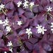 Purple Shamrock Bulbs – Oxalis Triangularis – Easy to Grow Indoor ...
