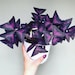 Purple Shamrock Bulbs – Oxalis Triangularis – Easy to Grow Indoor ...