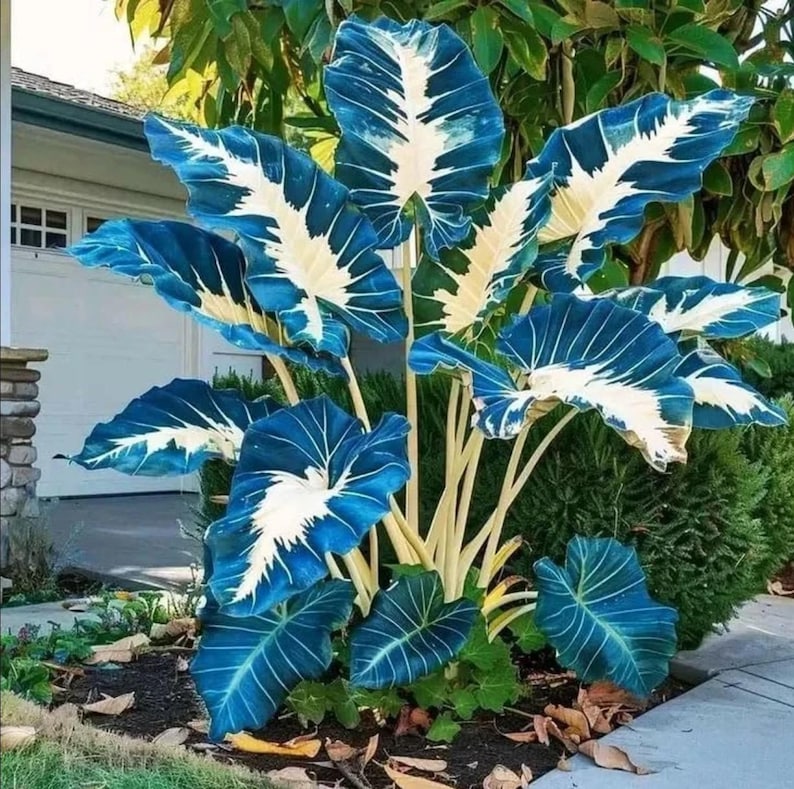 200+ Hosta Seeds | Rare Perennial Flowering Shade Plant | Outdoor ...