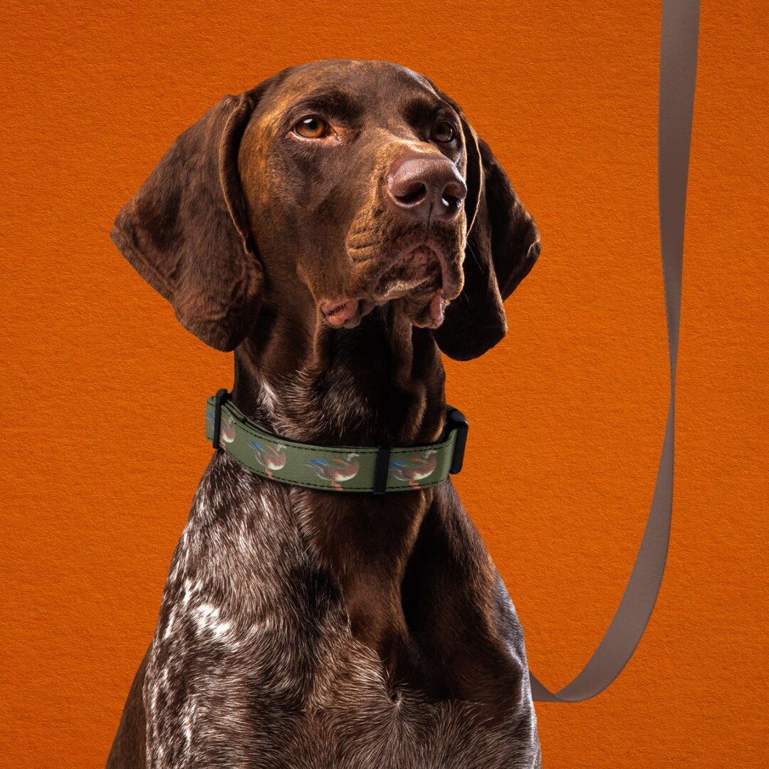 Evergreen Estate Mallard Duck Dog Collar | Adjustable Pet Collar ...