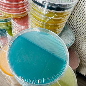 10-pack Sterile Agar Plates | 90mm NEON Malt Extract Agar | Pre-poured ...