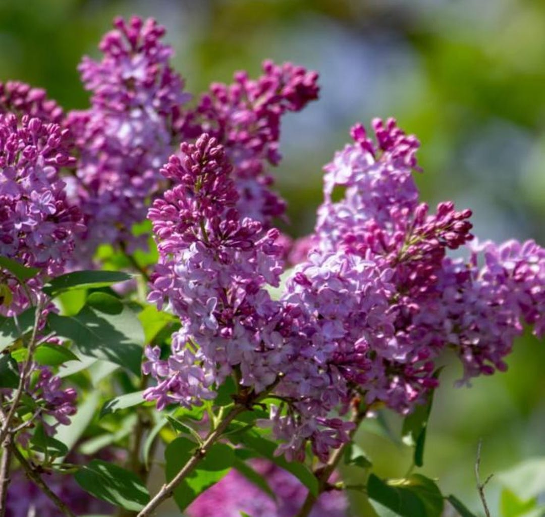 Old Fashion Lilac Live Bare Root Plant - 16-24" Tall - Syringa Vulgaris ...