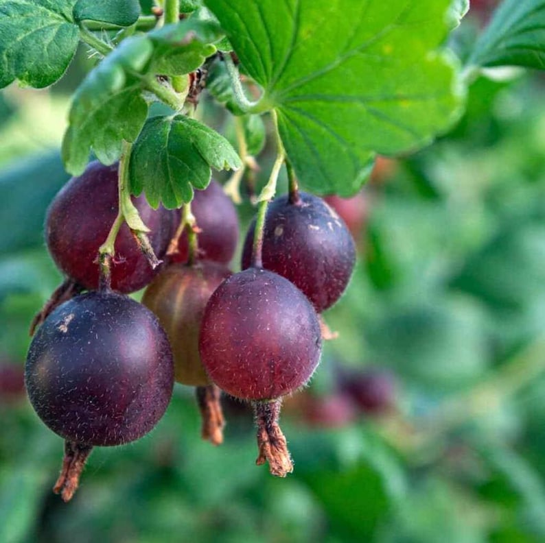 Set of 12 Jostaberry Orus 8 Gooseberry Cuttings - Unrooted Bush - Ribes ...