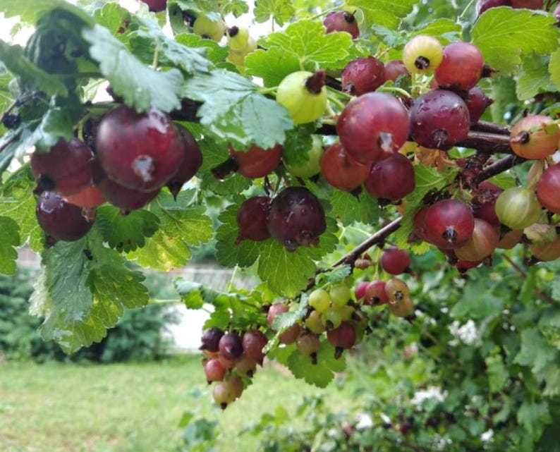 Set of 12 Jostaberry Orus 8 Gooseberry Cuttings - Unrooted Bush - Ribes ...