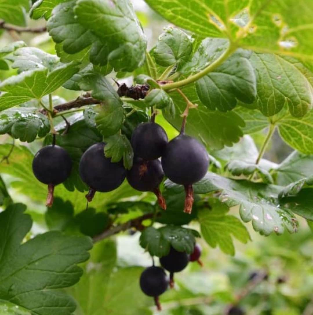 Set of 12 Jostaberry Orus 8 Gooseberry Cuttings - Unrooted Bush - Ribes ...