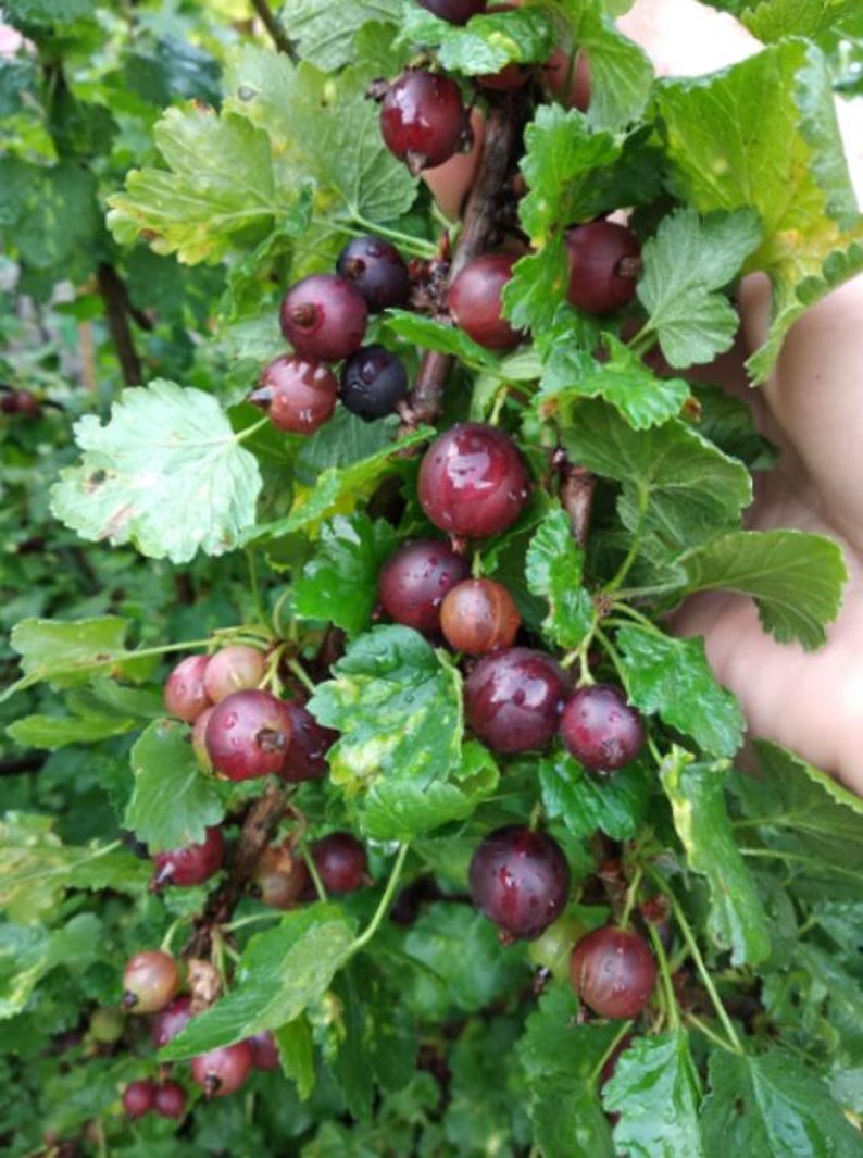 Set of 12 Jostaberry Orus 8 Gooseberry Cuttings - Unrooted Bush - Ribes ...