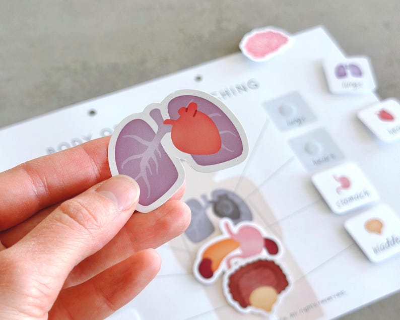 Human Anatomy Worksheet: Body Organs Matching Game (PDF) - Etsy