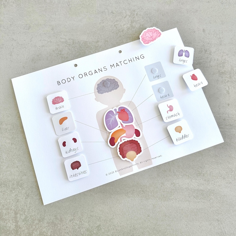 Human Anatomy Worksheet: Body Organs Matching Game (PDF) - Etsy