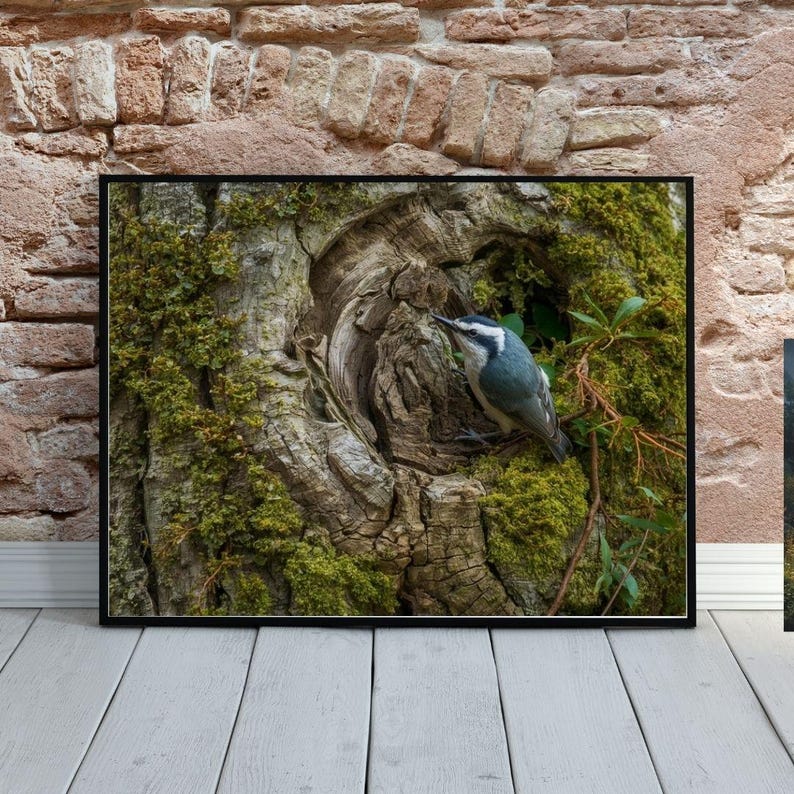 Nuthatch Bird Wildlife Printable Print/aviary Decor/digital Download - Etsy