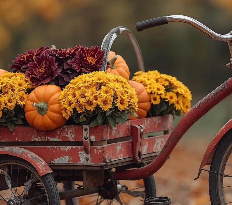 An Old Antique Rusty Bike Filled With Colorful Fall Mums for Country ...