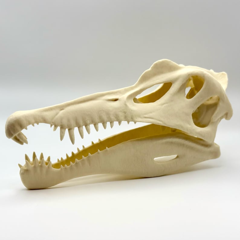 Spinosaurus Skull Replica - Etsy