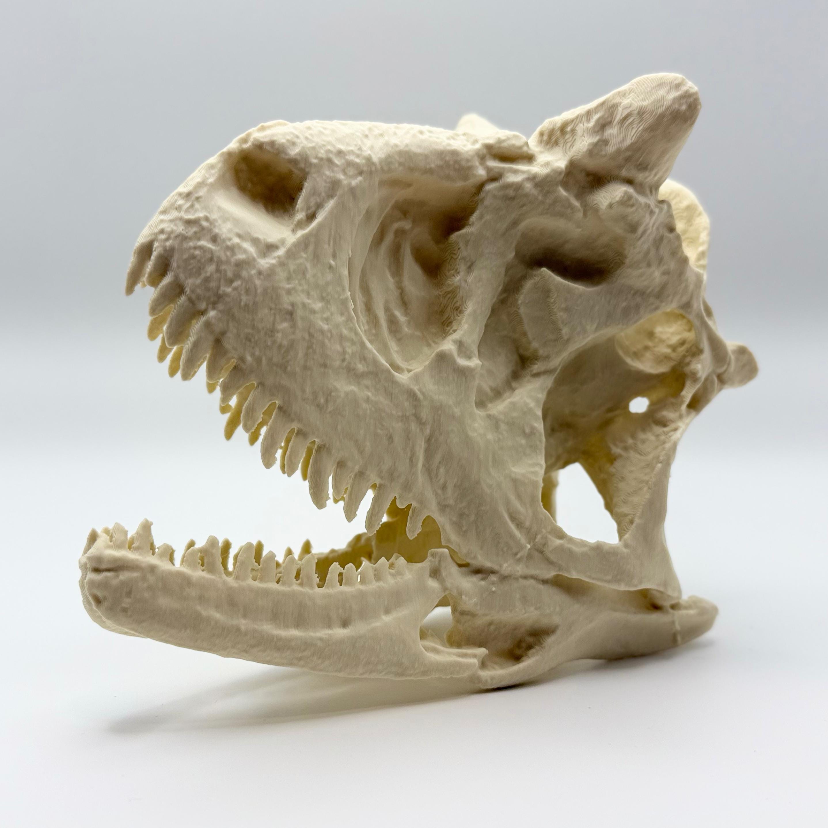 Carnotaurus Skull Front View