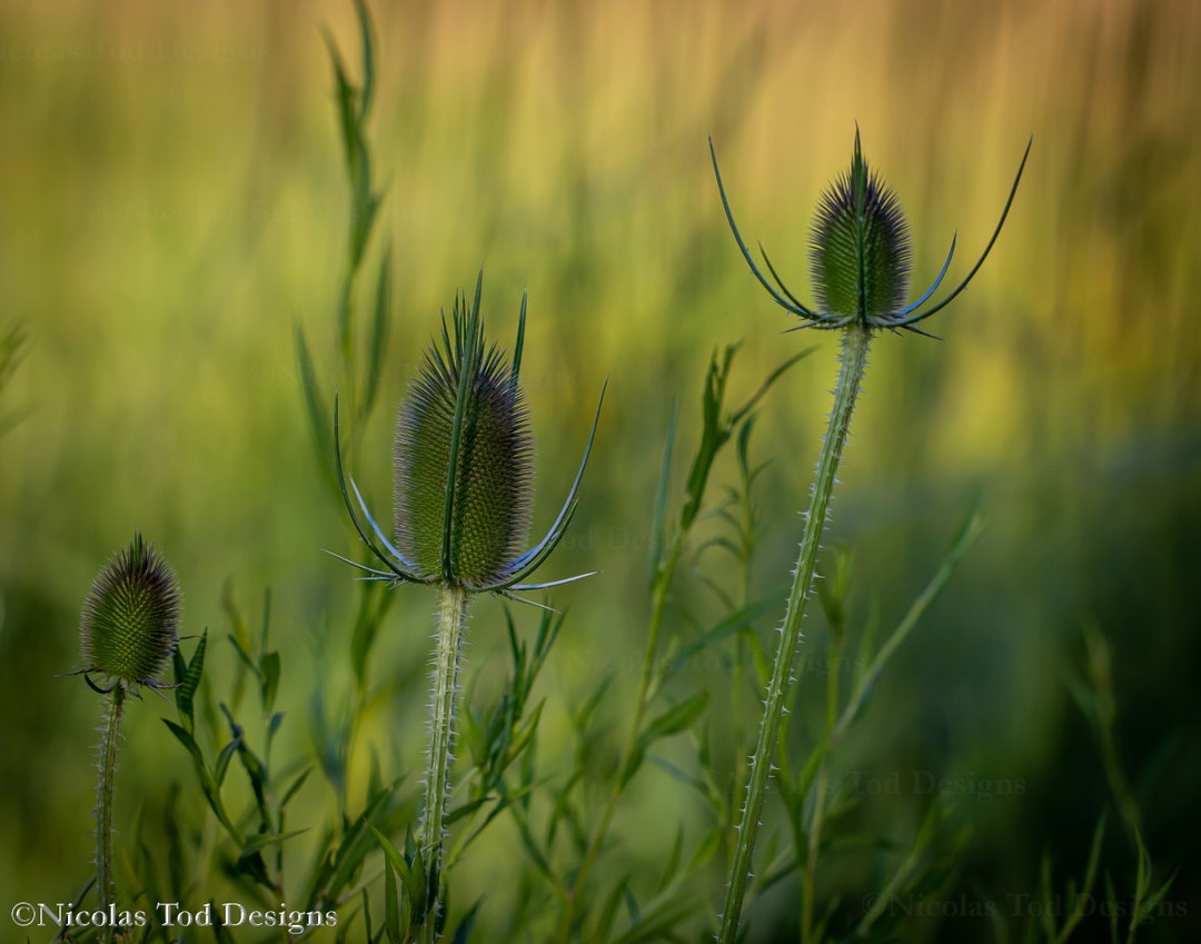 Fall Thistle - Nature Photo - Wall Art - Etsy
