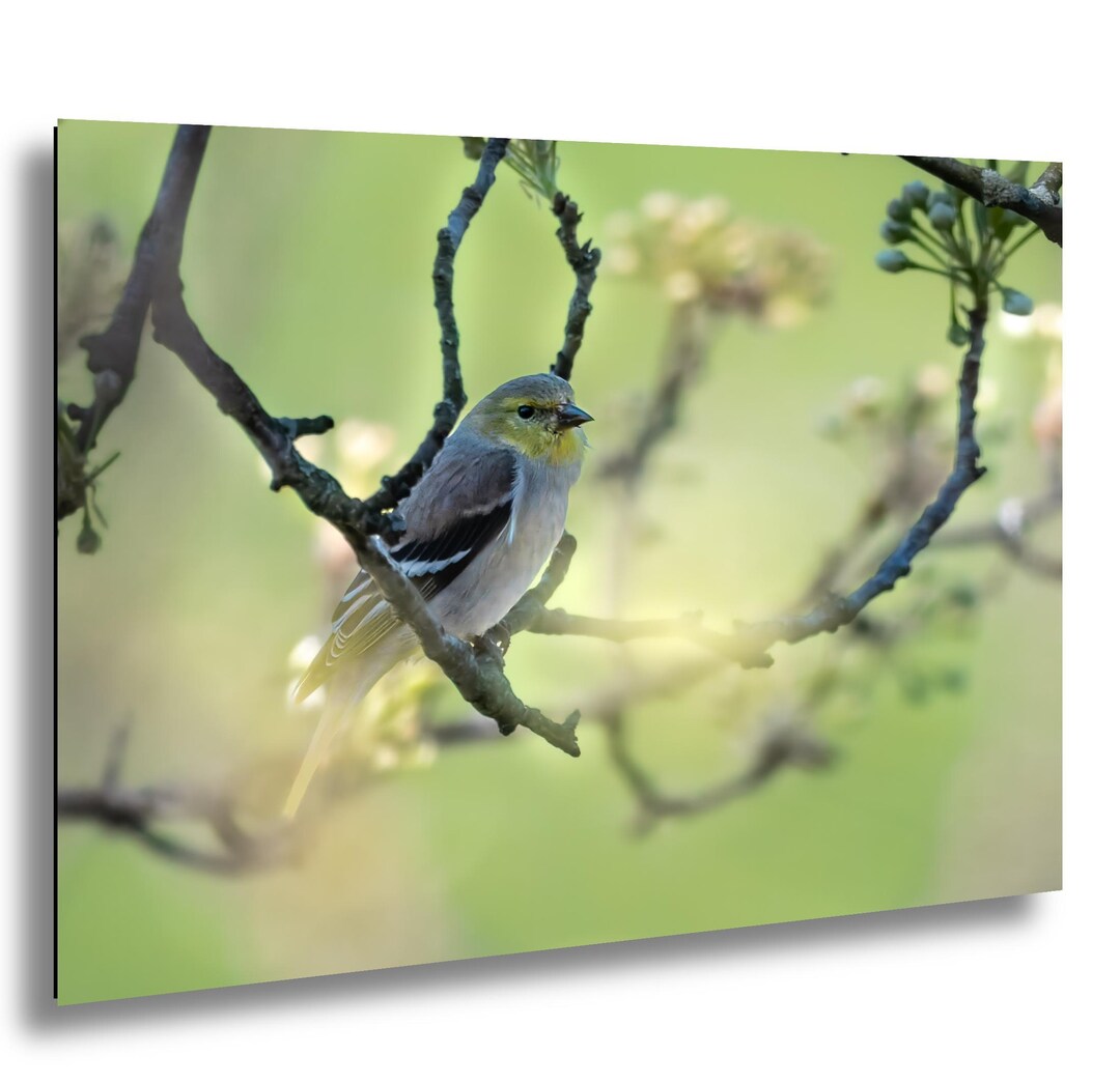 American Goldfinch Spring Blossom Photo Print: Fine Art Bird ...