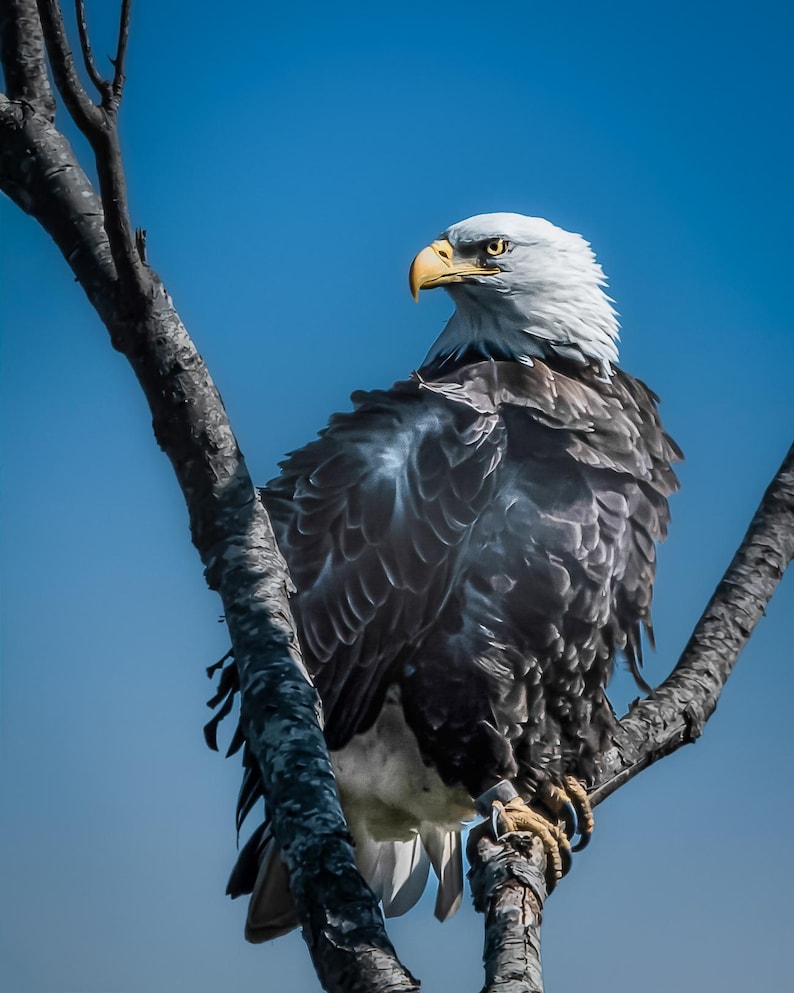 Bald Eagle Wall Art Print Majestic Raptor Photography Rustic Nature ...