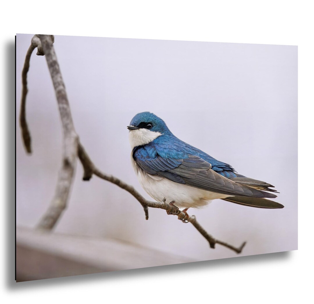 Tree Swallow With Blue Plumage – Fine Art Bird Photography Print - Etsy