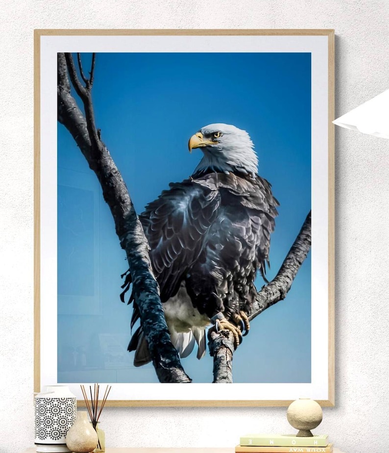 Bald Eagle Wall Art Print Majestic Raptor Photography Rustic Nature ...