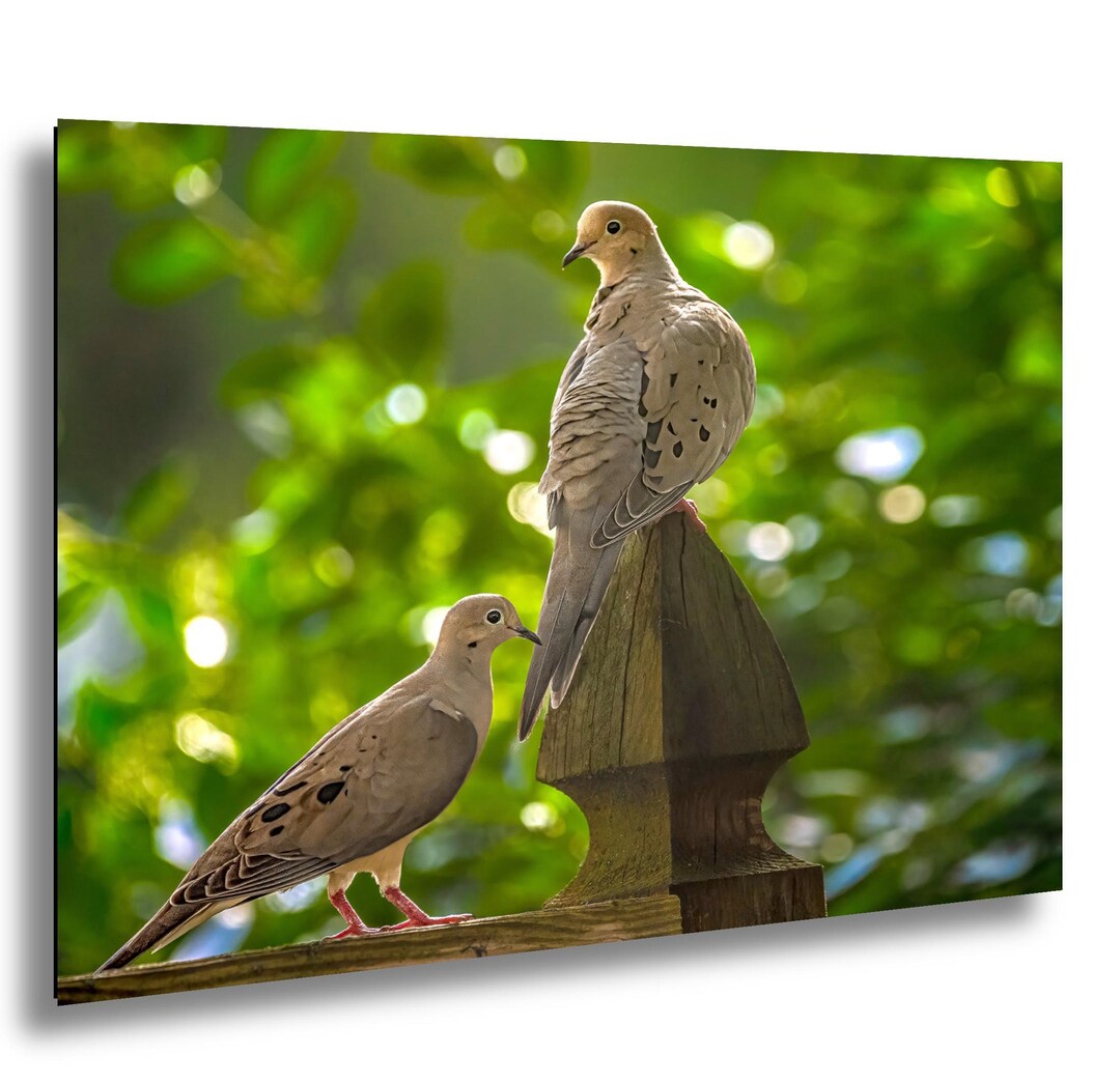 Mourning Doves Fine Art Print – Pennsylvania Garden Photography - Etsy UK