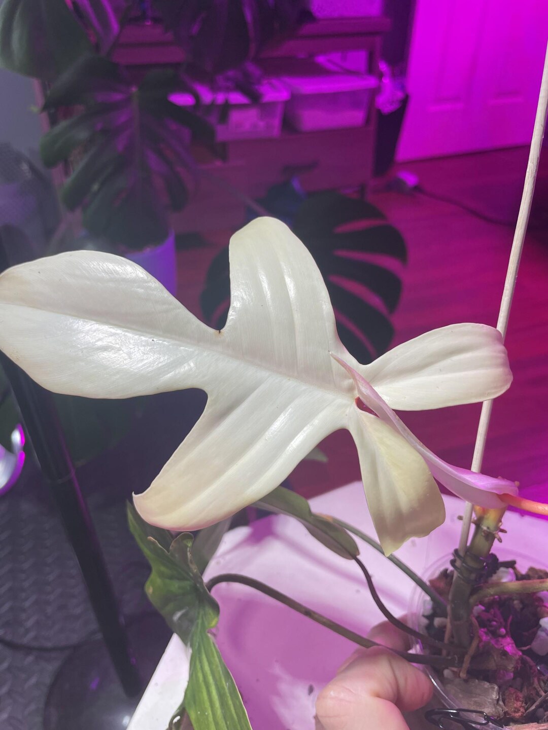 Florida Ghost Philodendron - Etsy