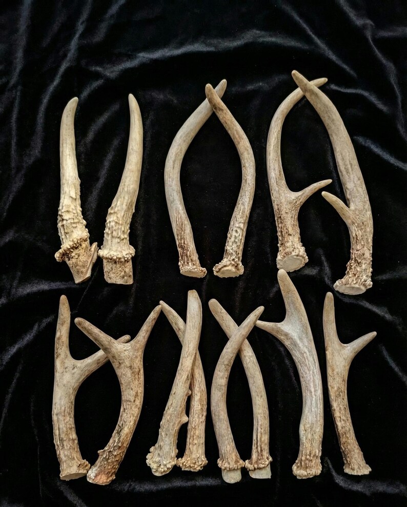 Matched Deer Antler Pair | Naturally Shed | Craft Grade Antlers ...