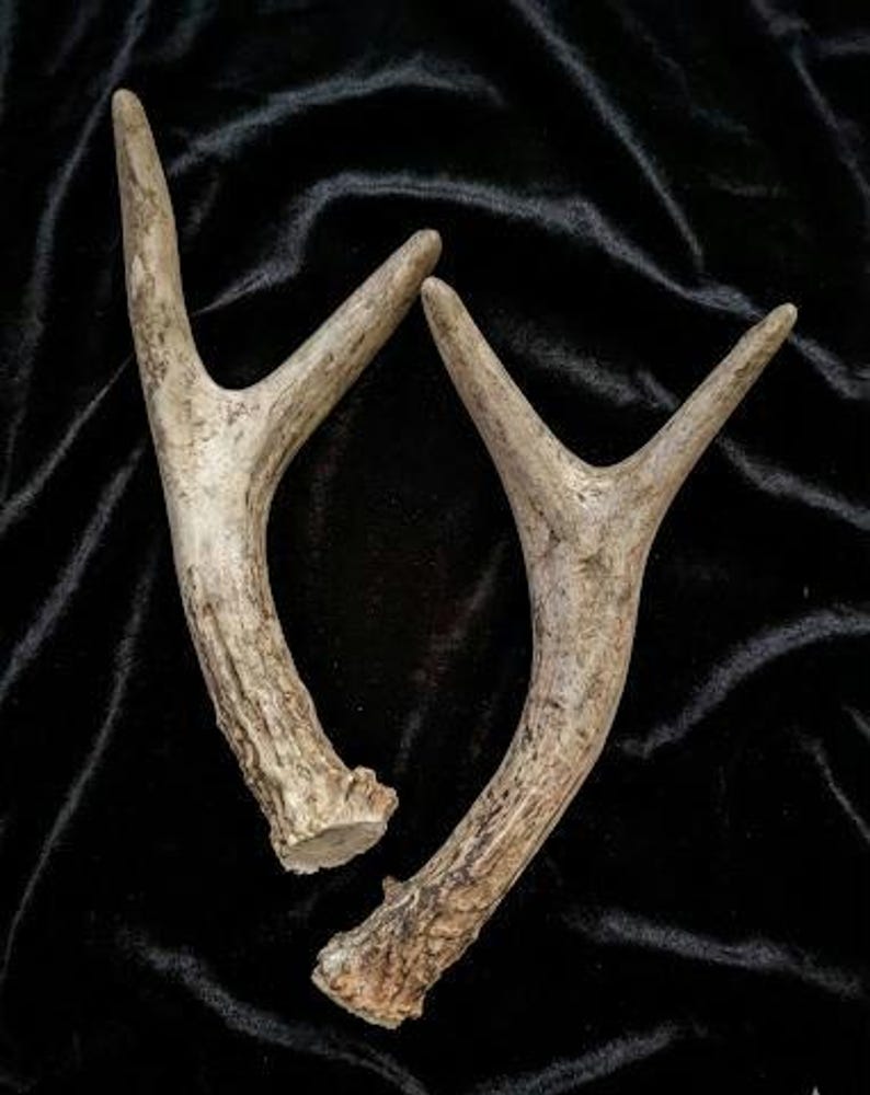 Matched Deer Antler Pair | Naturally Shed | Craft Grade Antlers ...