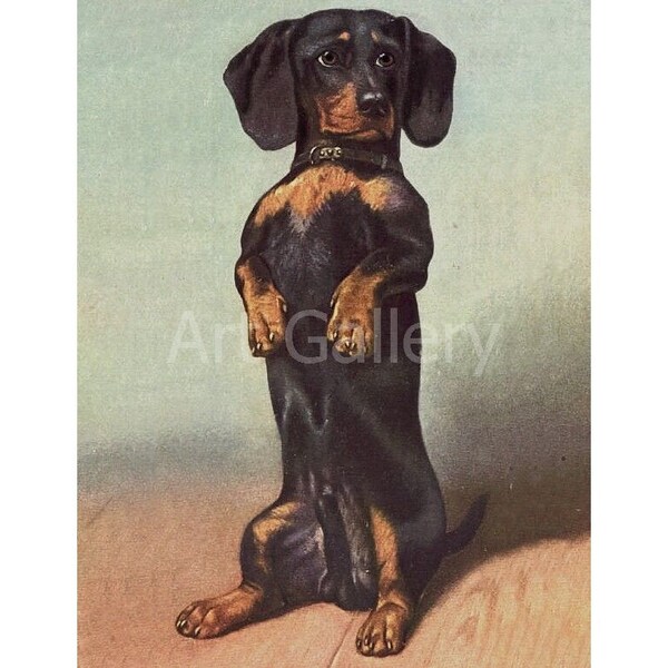 Begging Dachshund - Etsy