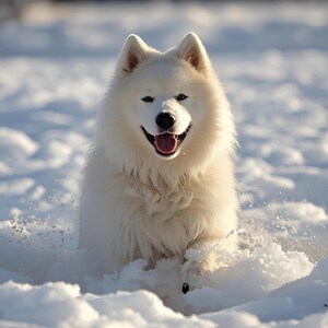 Digital 2026 Samoyed Calendar - Etsy