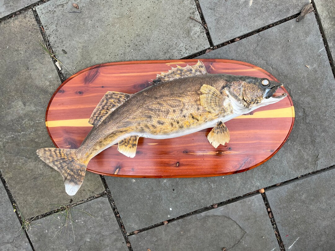 Vintage Fish Wall Decor Mounted Walleye 26 1/2 Inches Taxidermy ...