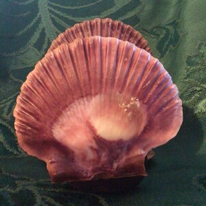 Seashell Frog Bingo Player With Beer ! Souvenir Art - Etsy