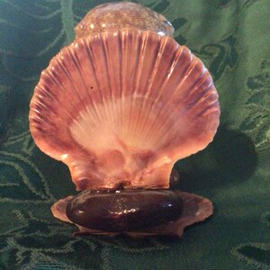 Seashell Frog Bingo Player With Beer ! Souvenir Art - Etsy