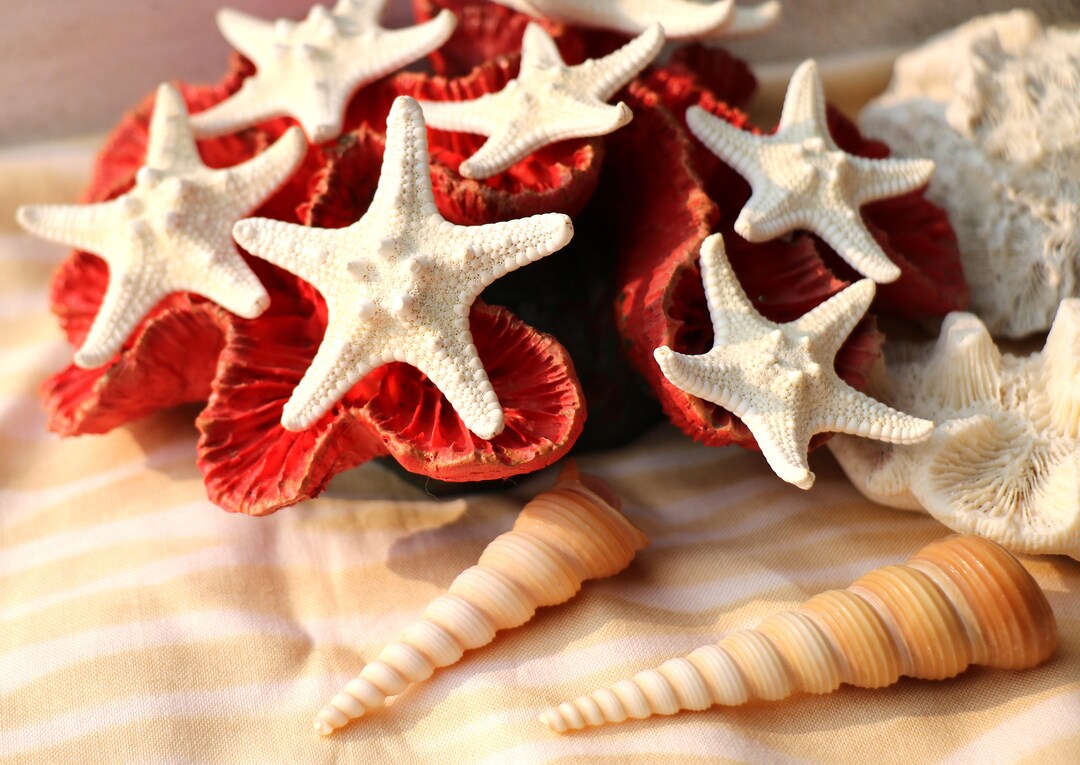1 Small White Starfish - Etsy