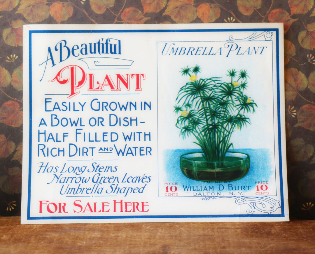 1 Antique Store Display Poster - Etsy