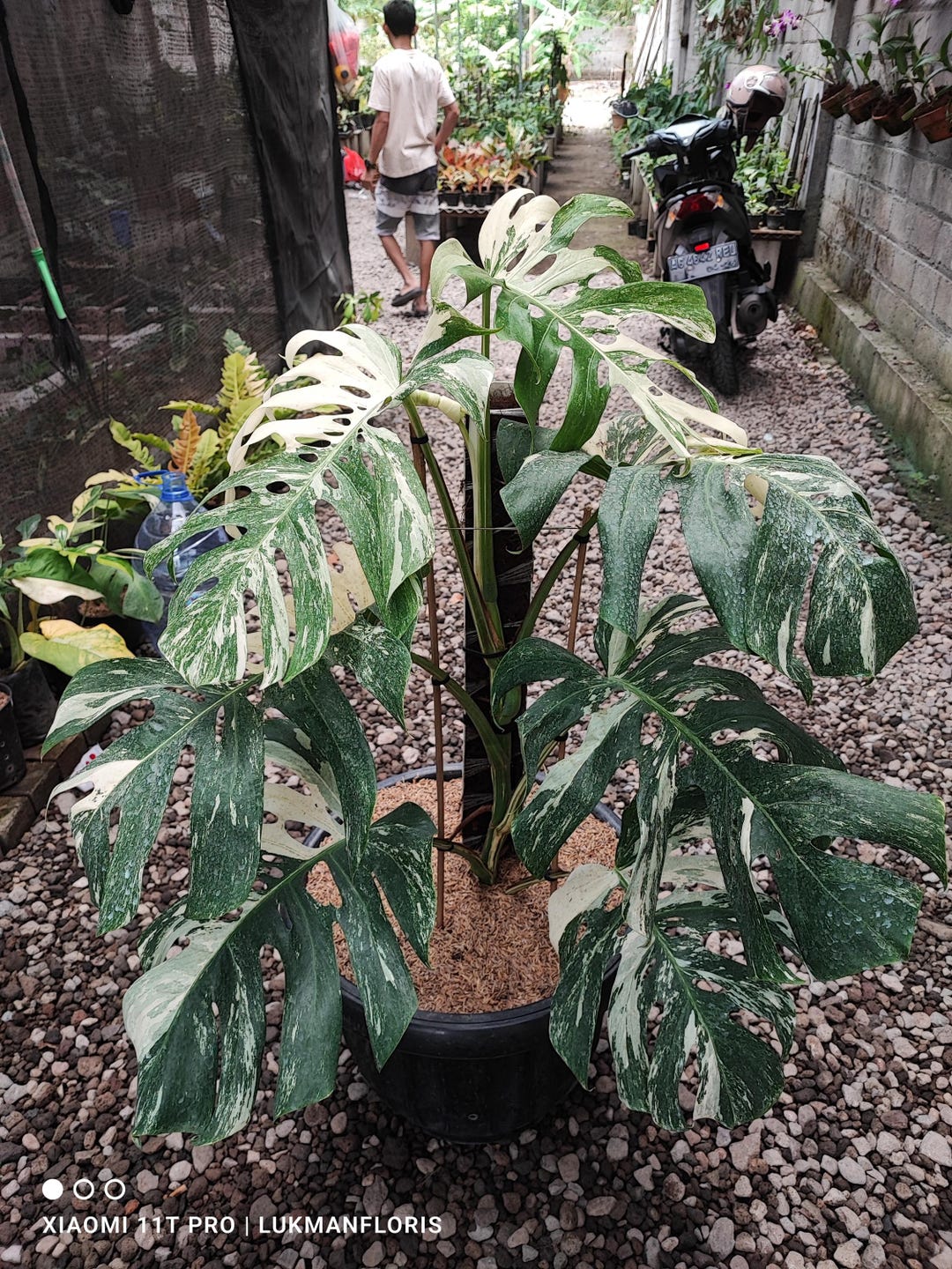 Real Pict Monstera White Tiger Variegated Size Jumbo Free Pithosanitary ...