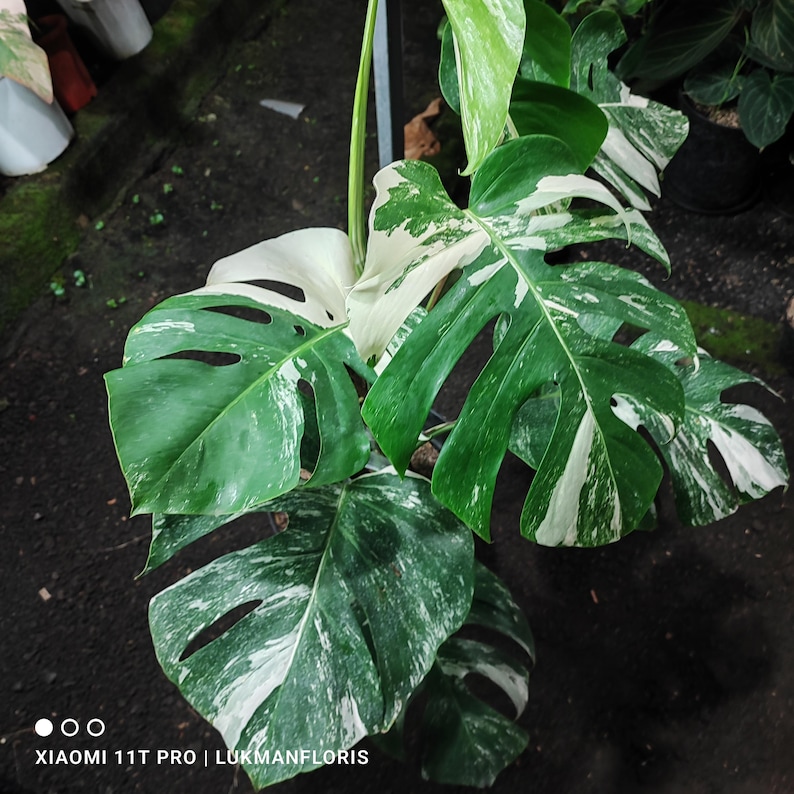 Monstera Albo White Tiger Variegated Marble Big Size Free Pithosanitary ...