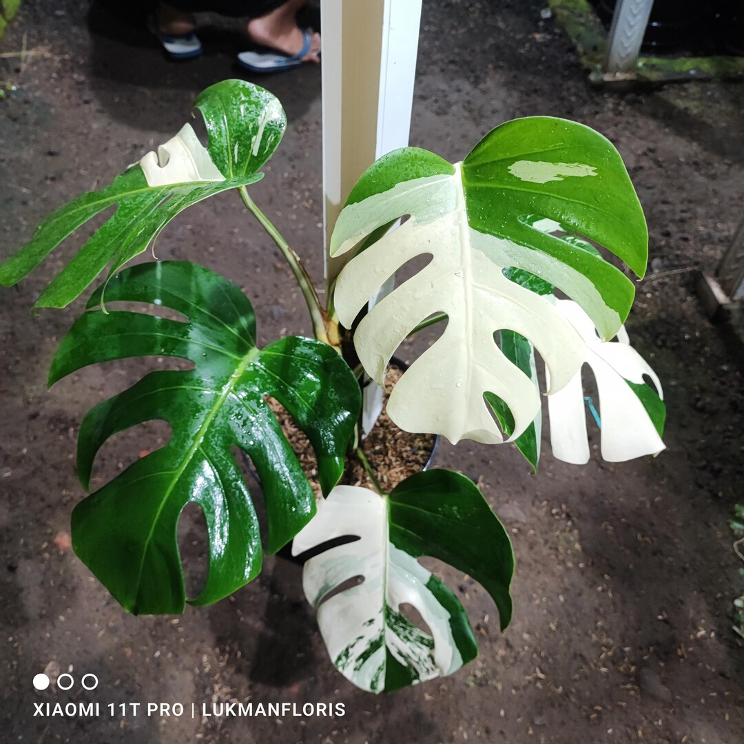 Real Pict Monstera Albo White Tiger Variegated Large Size - Etsy