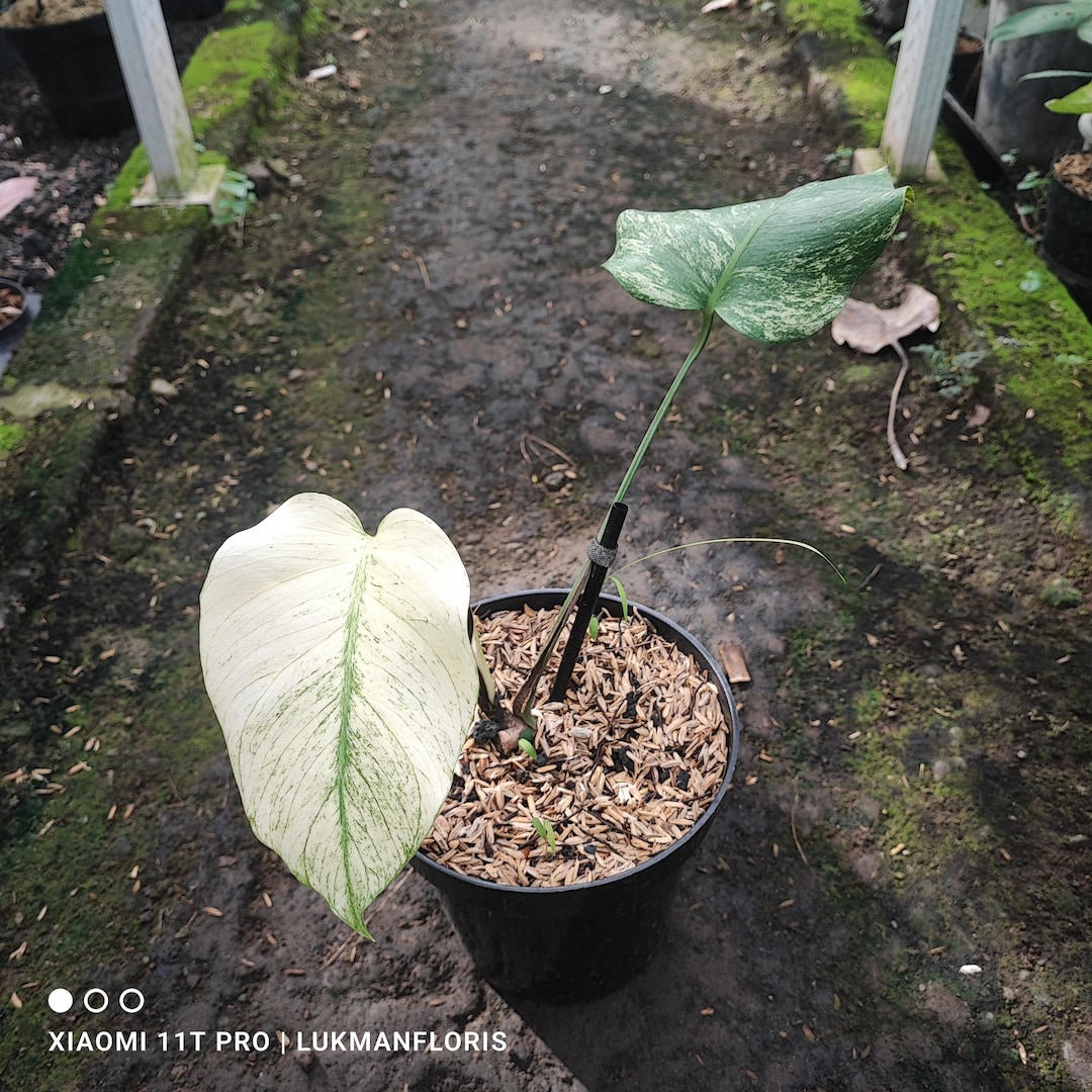 Monstera White Devil Monster Variegated Plant Real Photo - Etsy