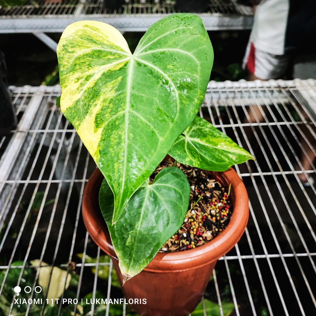 Real Anthurium Clarinerfium X Peteroductyl Variegated 4 Leaves - Etsy