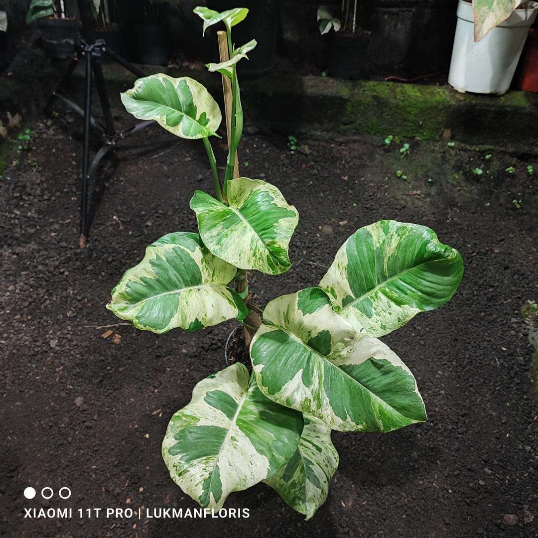 Real Pict Epipremnum Njoy Variegated Size Large Free Pithosanitary - Etsy