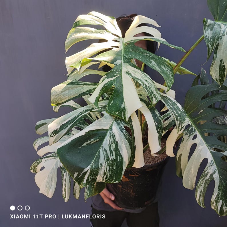 Real Plant Monstera Albo White Tiger Variegated Marble Big Size Free ...