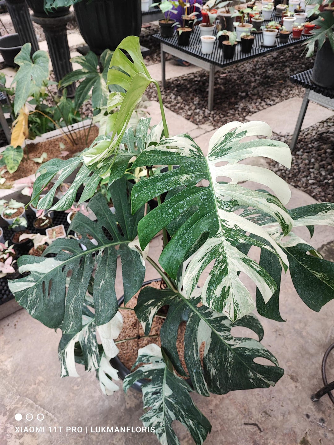 Real Pict Monstera White Tiger Variegated Marble Size Jumbo Free ...