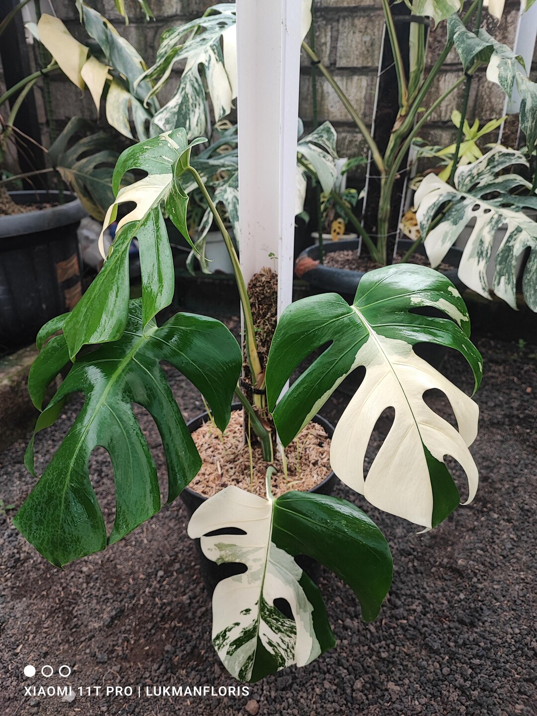 Real Pict Monstera White Tiger Variegated Medium Size Free ...