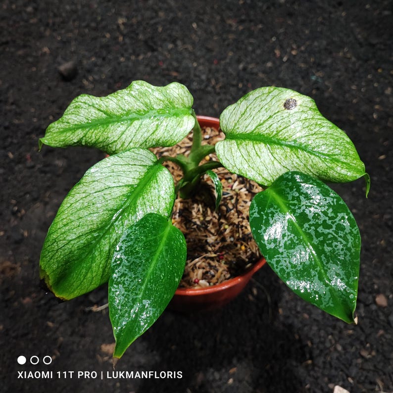 Real Photo Monstera Devil Monster White Mint Variegated - Etsy